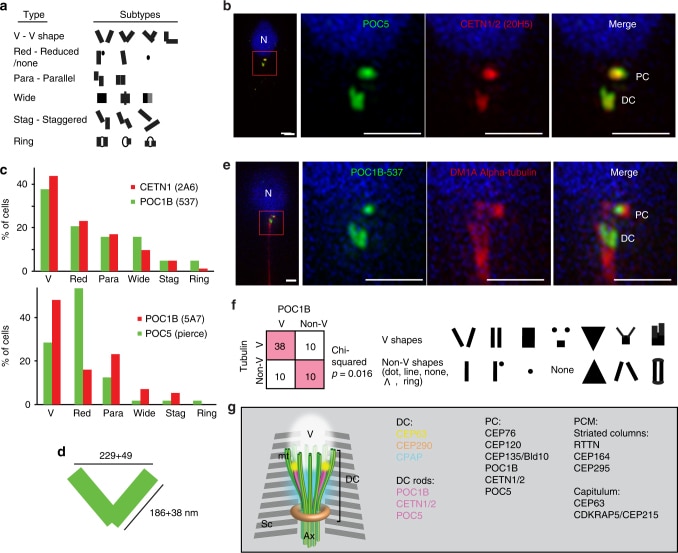 POC5 Antibody (PA5-24308)