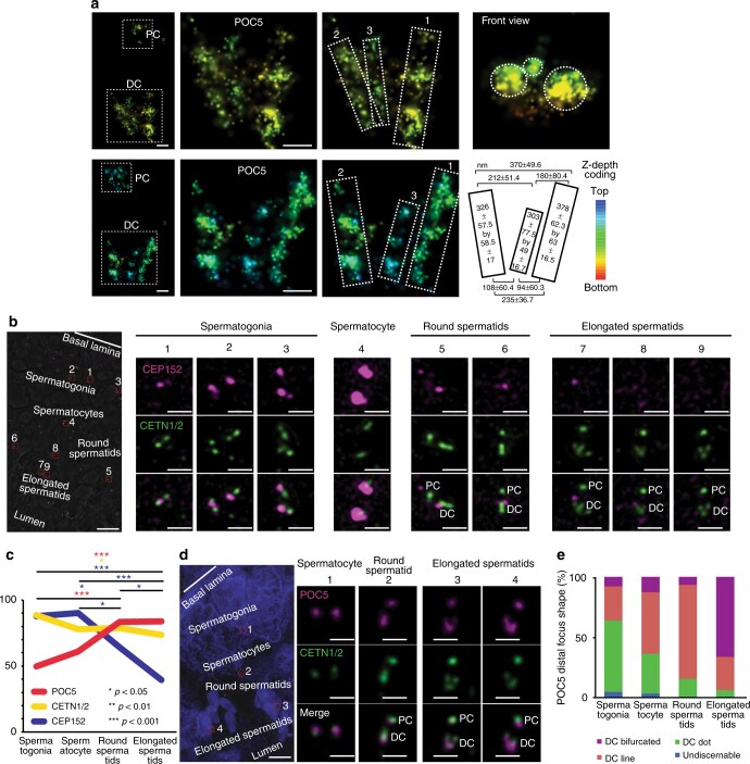 POC5 Antibody (PA5-24308)