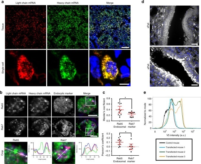 RAB5 Antibody (PA3-915)