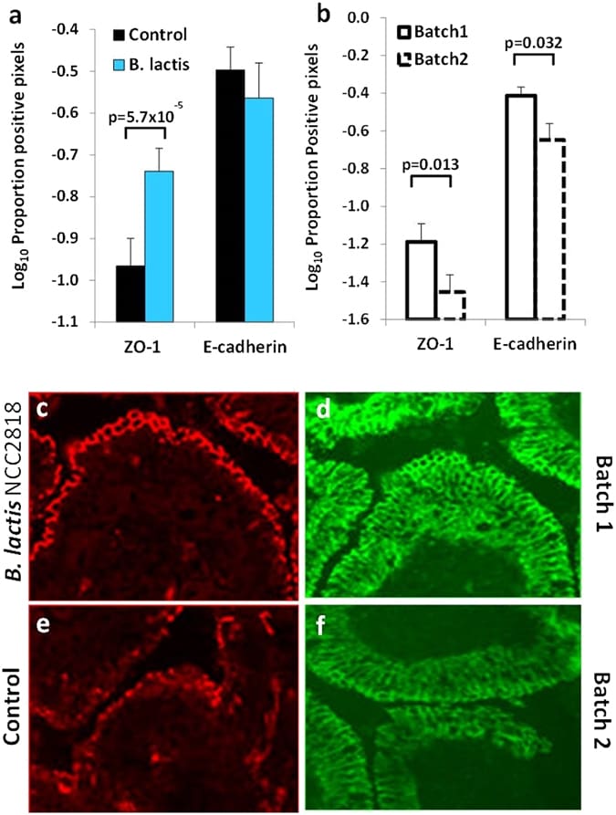 ZO-1 Antibody (61-7300)