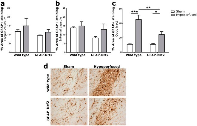 GFAP Antibody (13-0300)