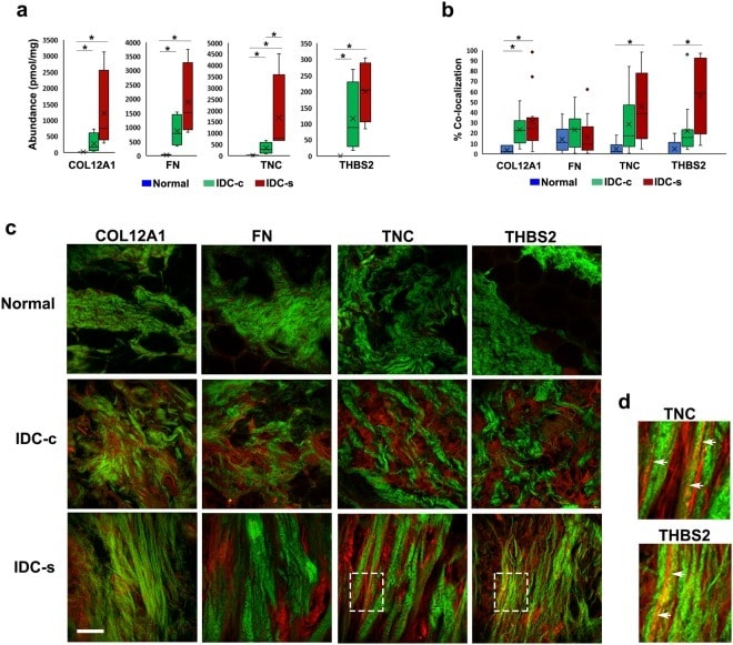 COL12A1 Antibody (PA5-38890)