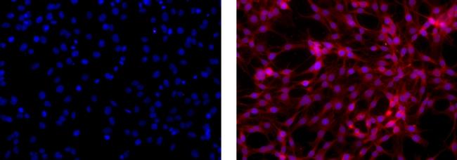 GFAP Antibody, eFluor™ 615 (42-9892-82)