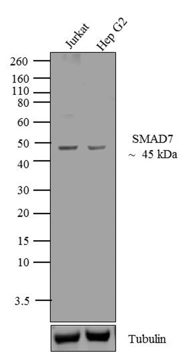 SMAD7 Antibody (42-0400)