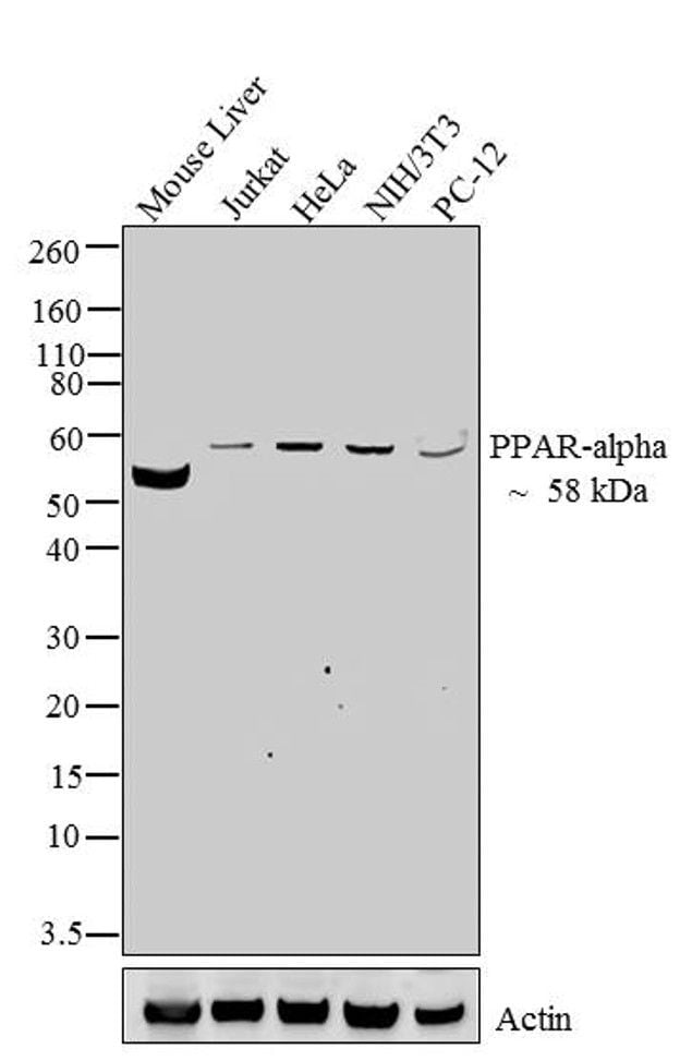 PPAR alpha Antibody (42-4600)