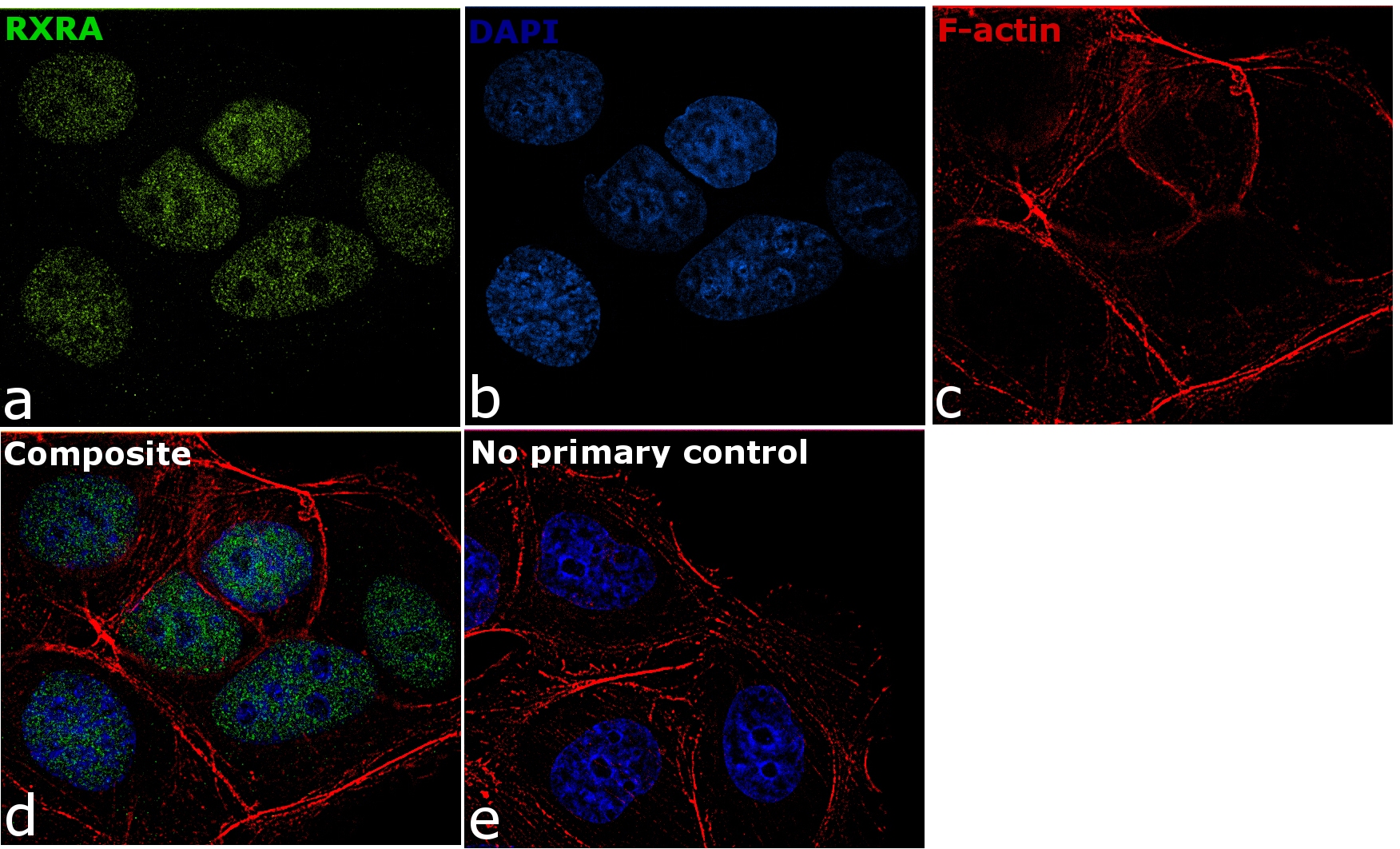 RXRA Antibody (433900)