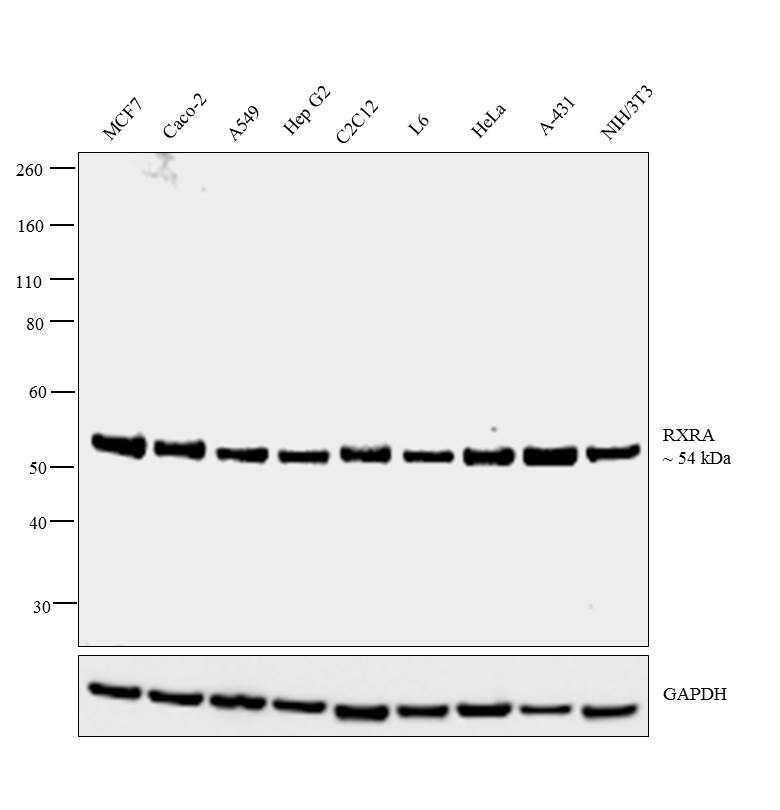 RXRA Antibody (433900)