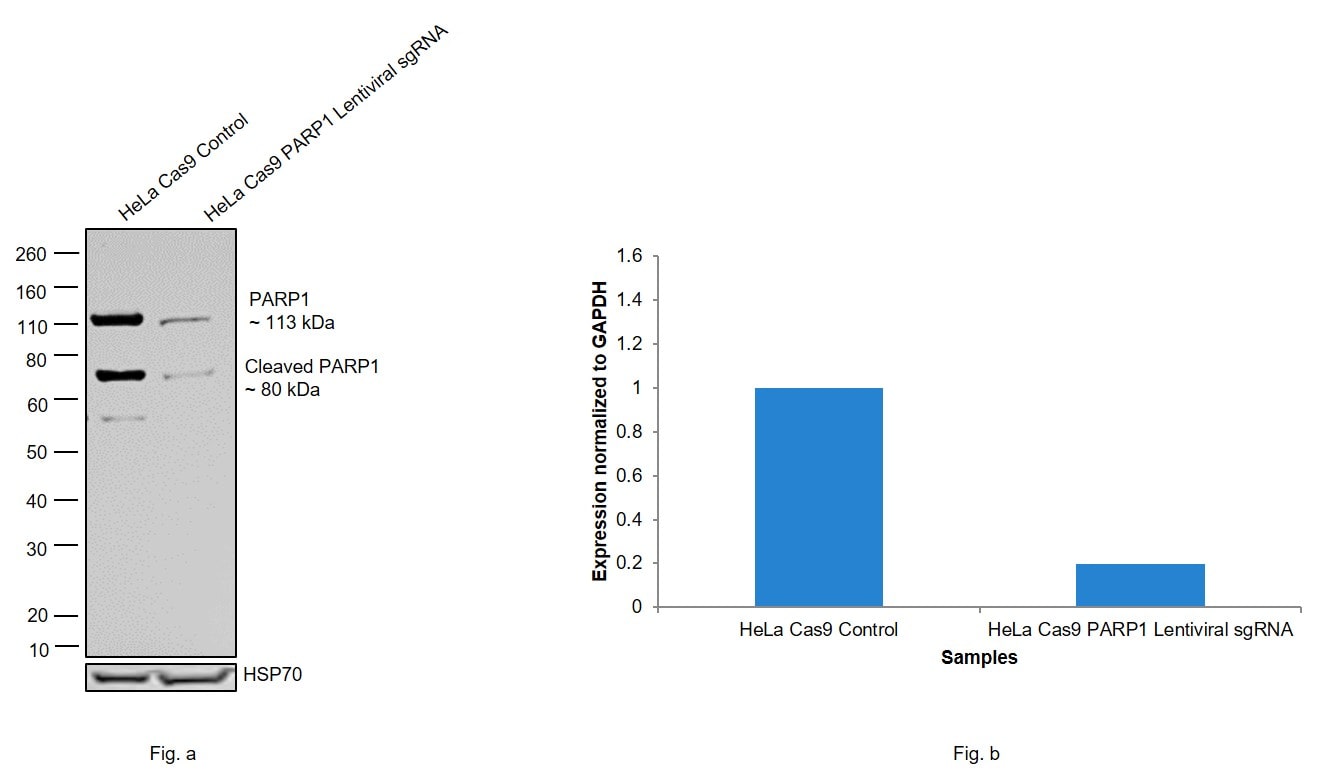 PARP1 Antibody (436400)