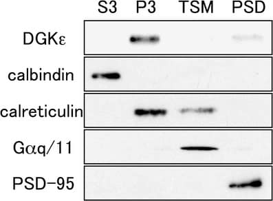 PSD-95 Antibody (Monoclonal, 6G6-1C9)