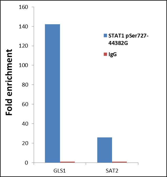 Phospho-STAT1 (Ser727) Antibody (44-382G)