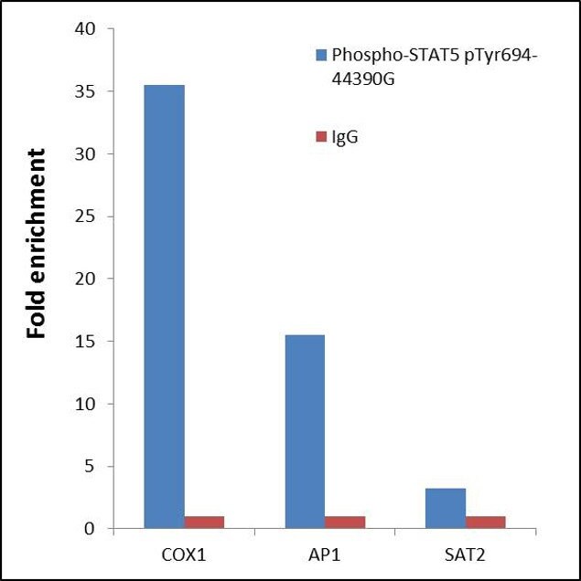 Phospho-STAT5 alpha (Tyr694) Antibody (44-390G)