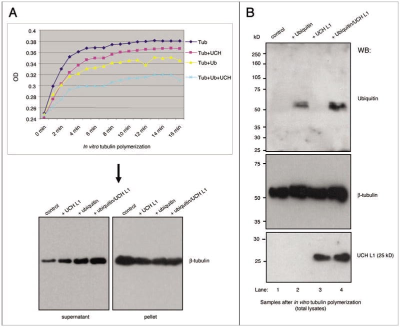 PGP9.5 Antibody (480012)