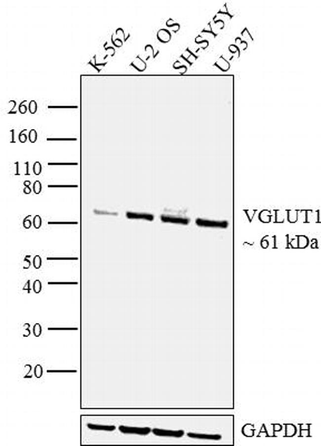 VGLUT1 Antibody (48-2400)