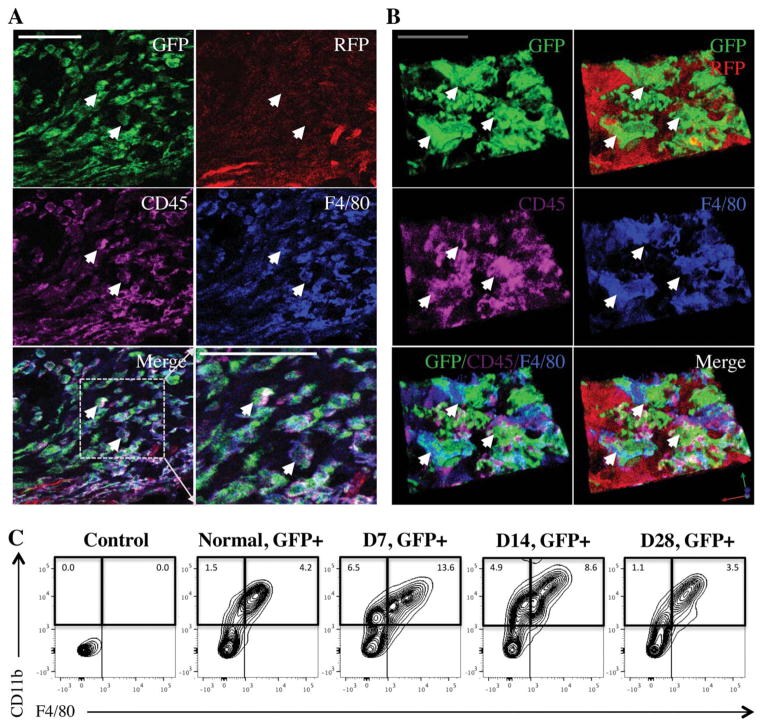 F4/80 Antibody, eFluor® 450 (Monoclonal, BM8)