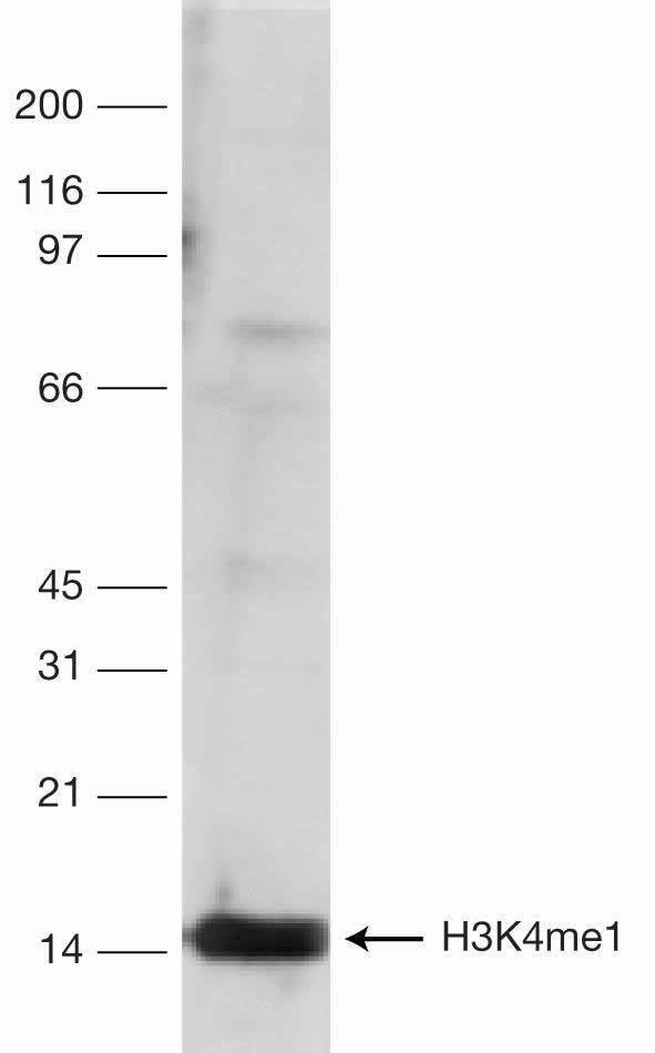 H3K4me1 Antibody (49-1003)