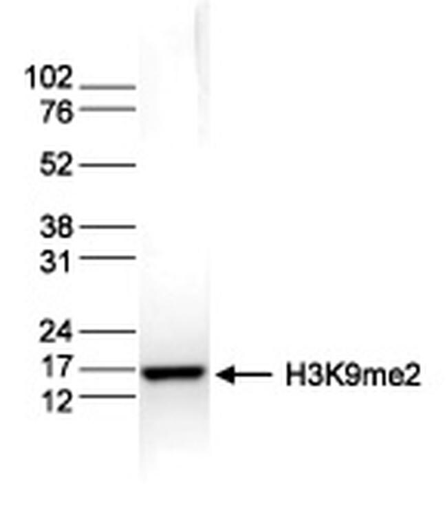 H3K9me2 Antibody (49-1007)