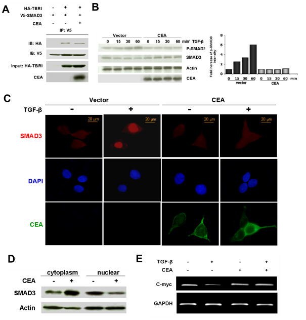 SMAD3 Antibody
