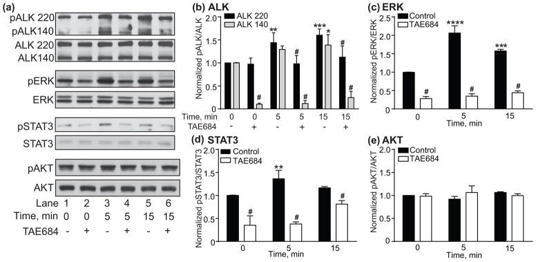 ALK Antibody (51-3900)