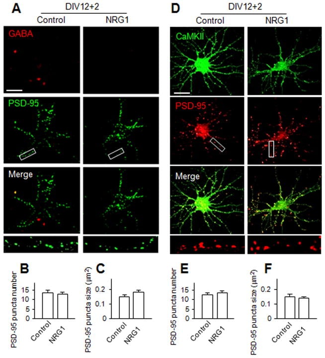 PSD-95 Antibody (51-6900)