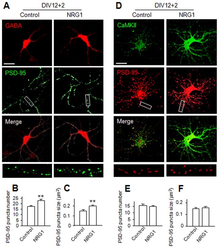 PSD-95 Antibody (51-6900)