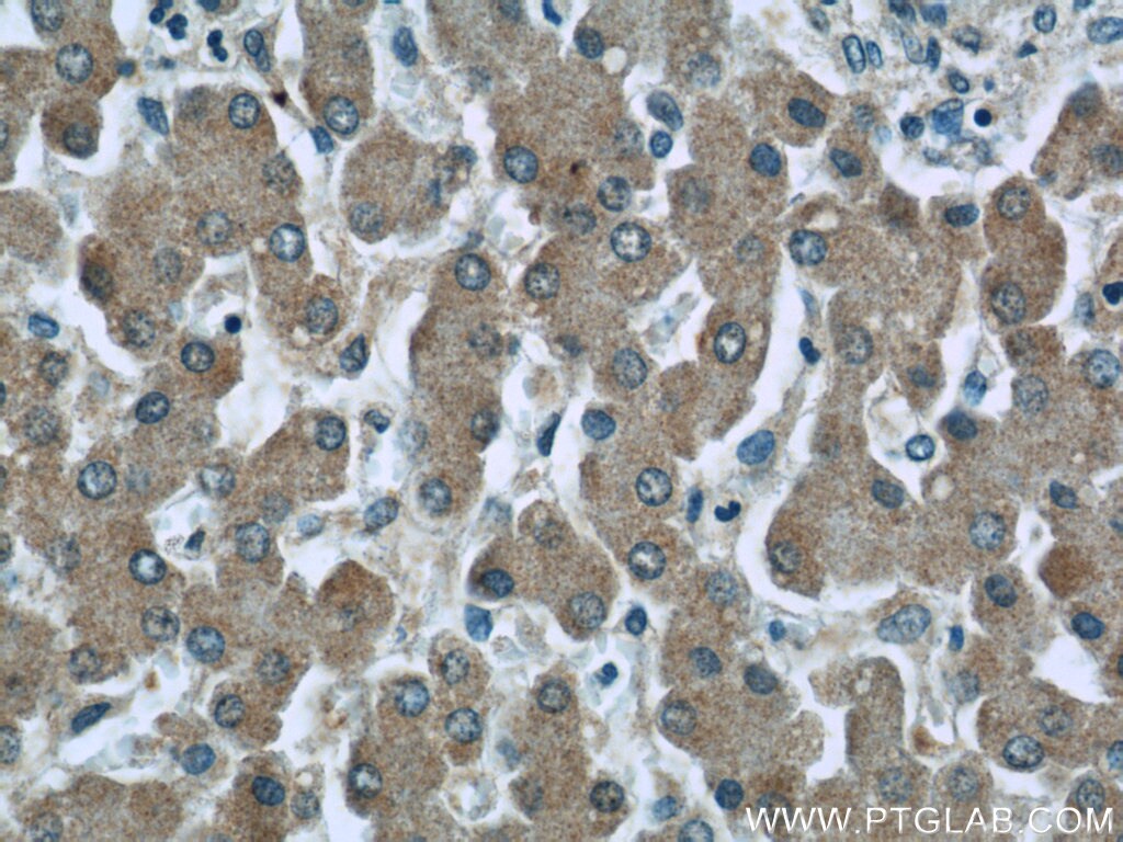 C3/C3b/C3c Antibody (66157-1-IG)