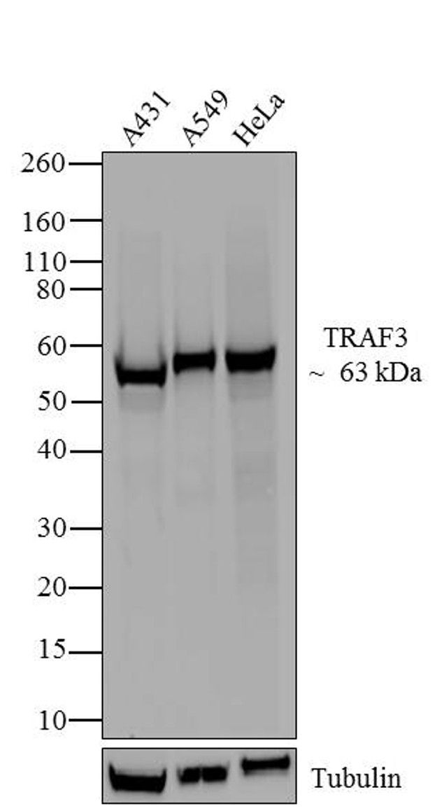 TRAF3 Antibody (700121)