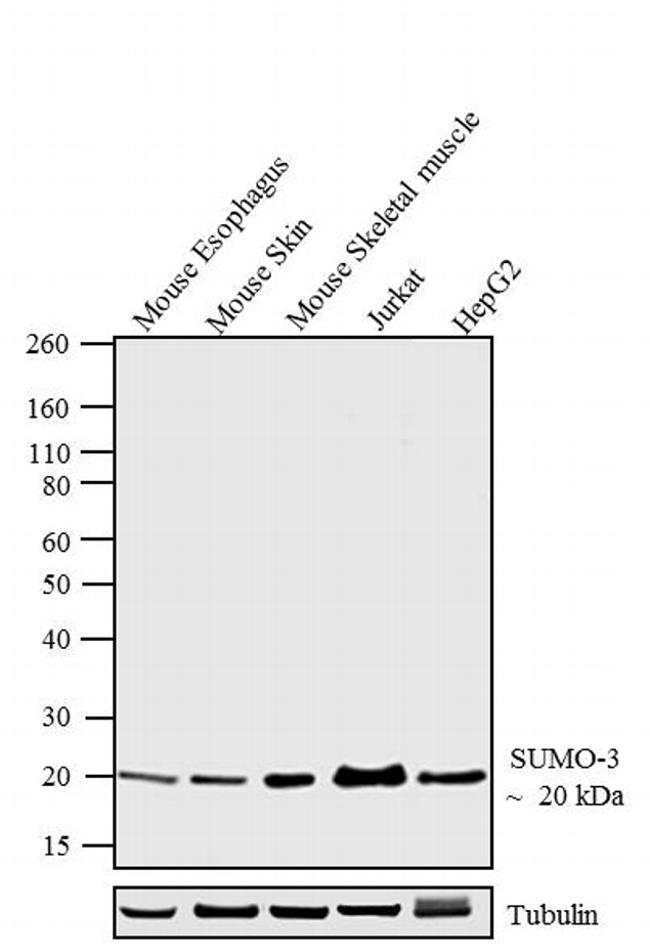SUMO-3 Antibody (700186)