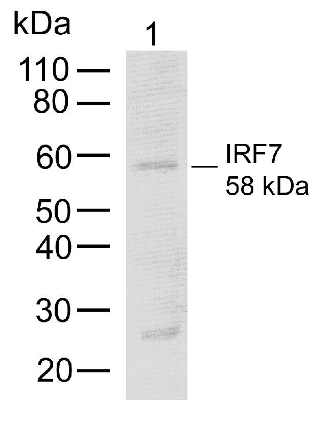 IRF7 Antibody (700229)
