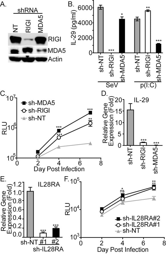 MDA5 Antibody (700360)
