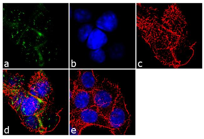 Anti-CCL2 (MCP-1) Antibodies | Invitrogen
