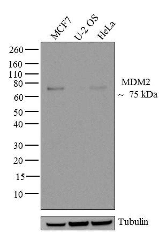 MDM2 Antibody (700555)