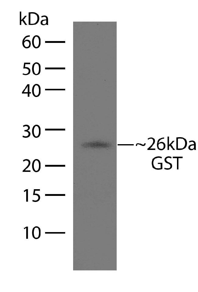 GST Tag Antibody (700775)