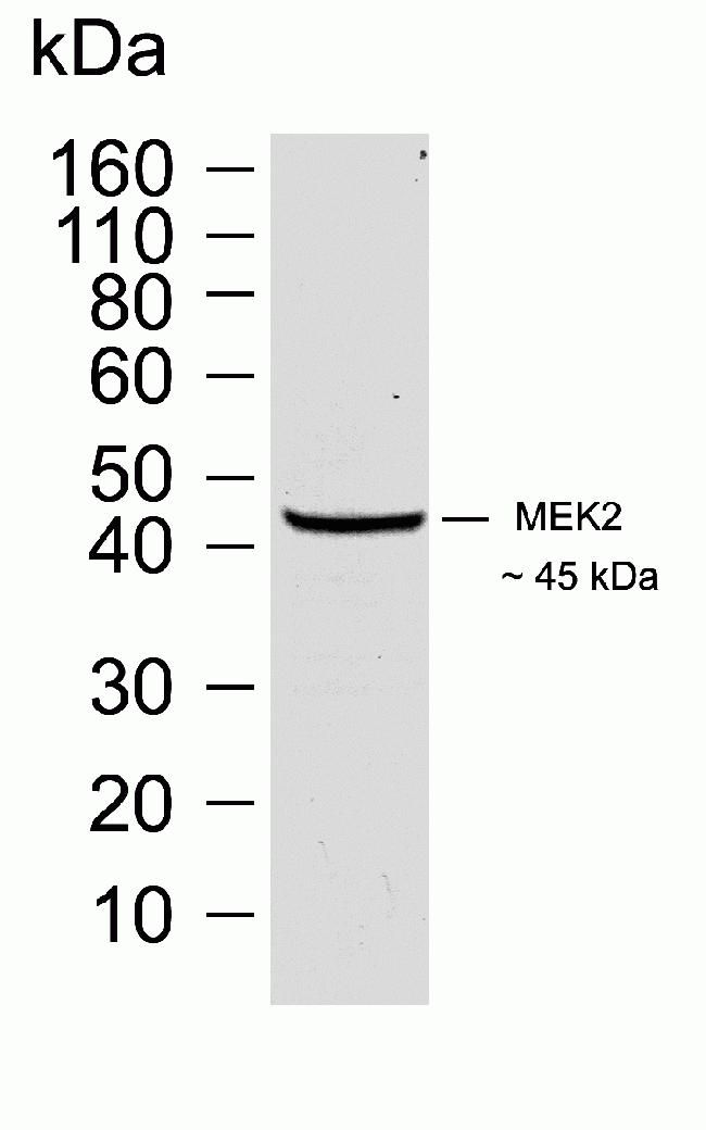 MEK2 Antibody (700829)