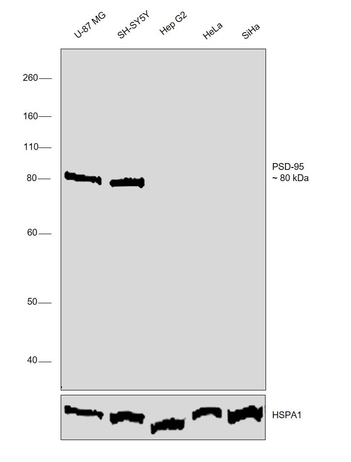 PSD-95 Antibody (700902)