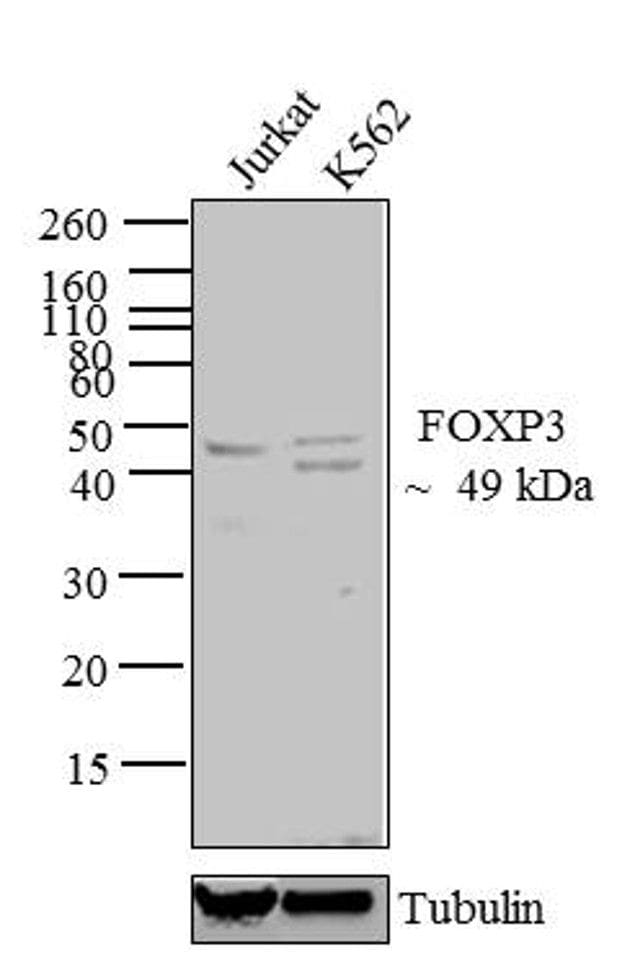 FOXP3 Antibody (700914)