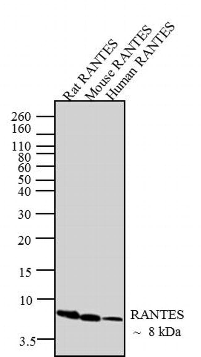 CCL5 (RANTES) Antibody (701030)