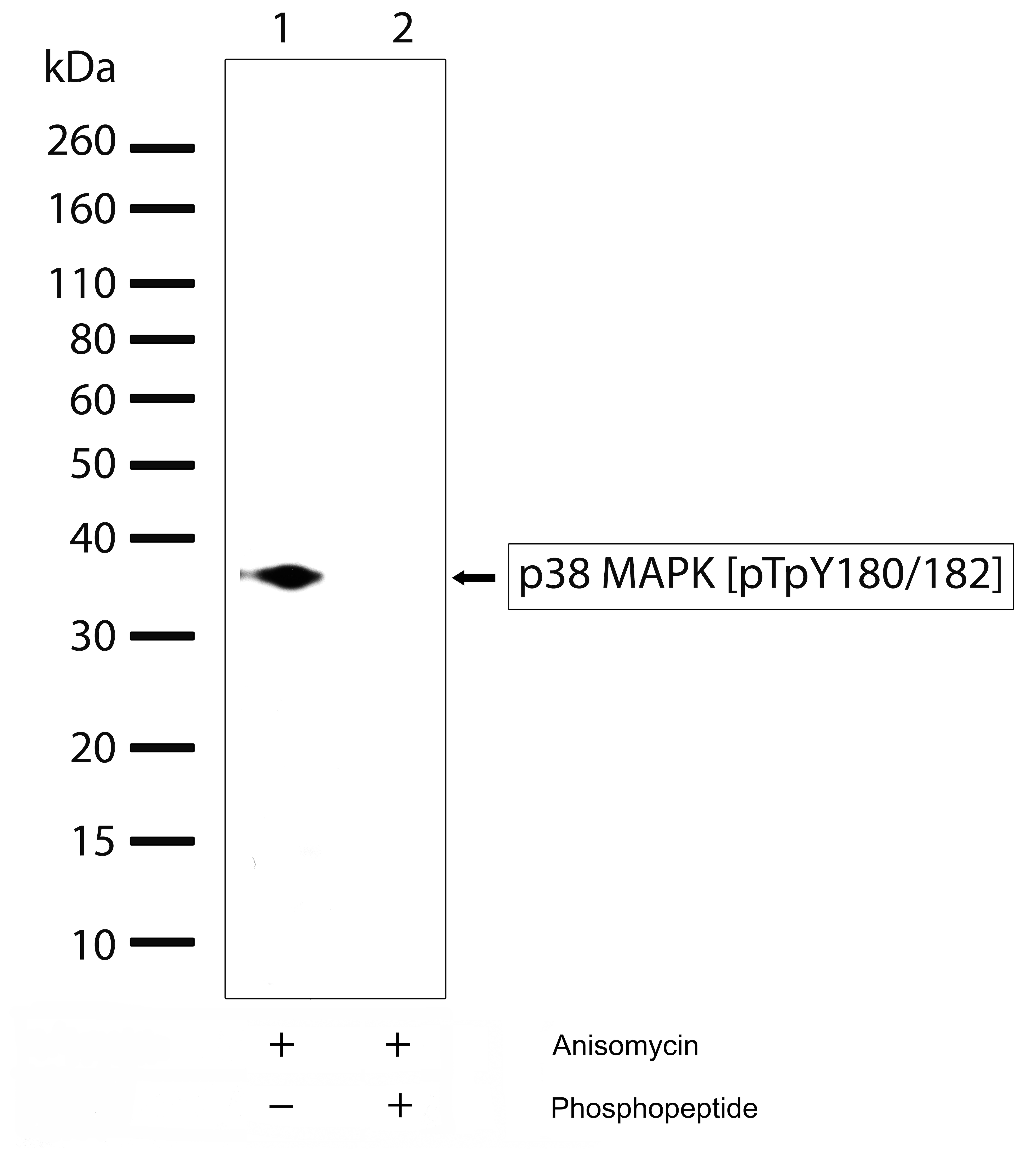 Phospho-p38 MAPK (Thr180, Tyr182) Antibody (701057)