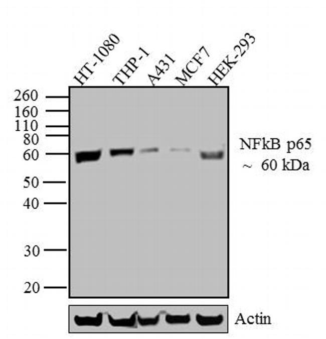 NFkB p65 Antibody (701079)