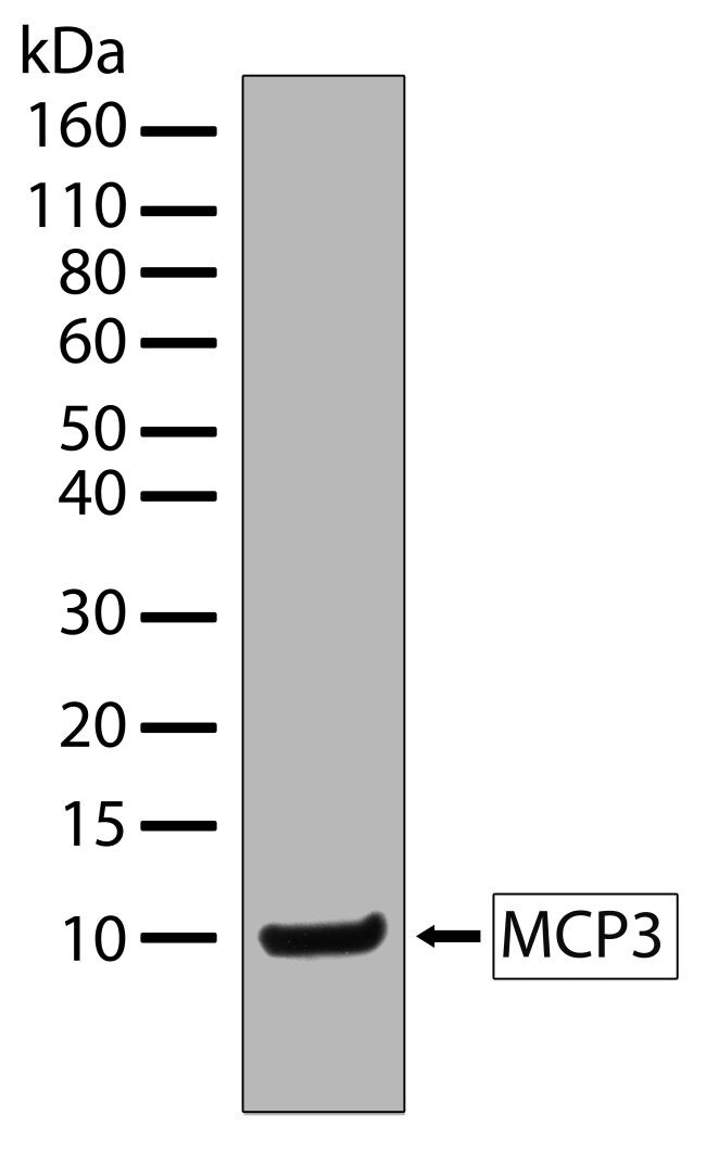 MCP-3 Antibody (701088)