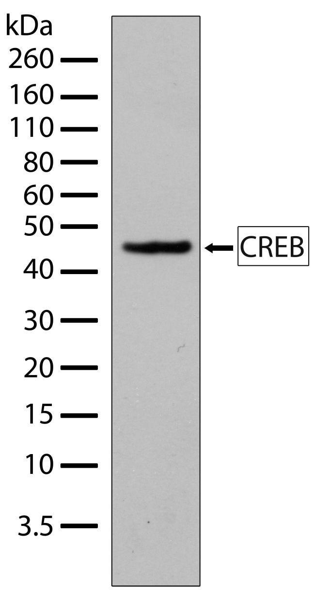 CREB Antibody (701120)