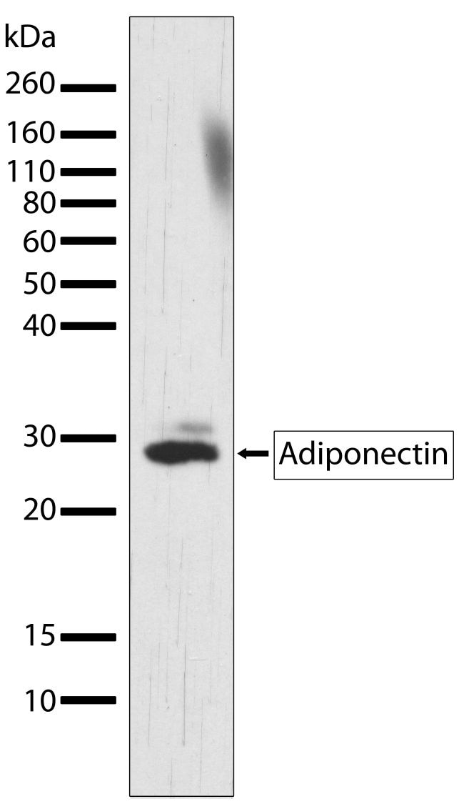 Adiponectin Antibody (701148)