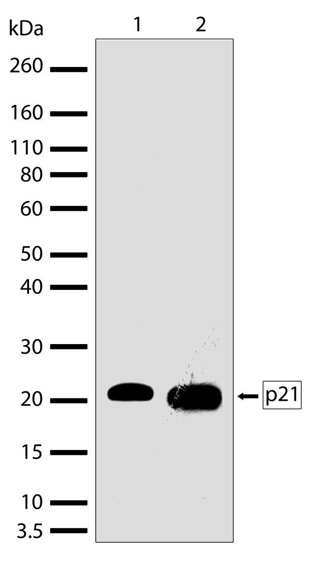 p21 Antibody (701151)