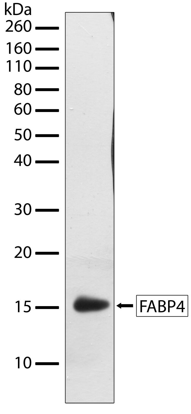 FABP4 Antibody (701158)