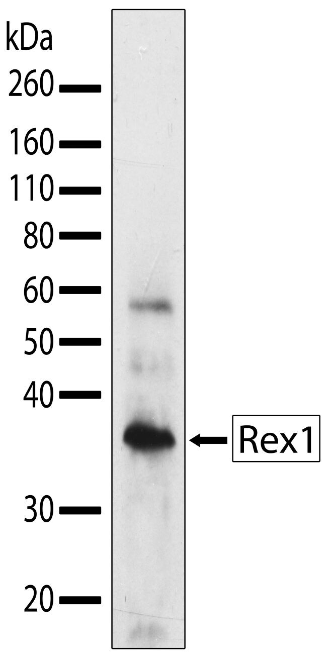 Rex1 Antibody (701159)
