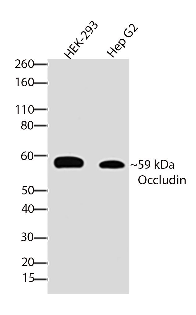 Occludin Antibody (701161)