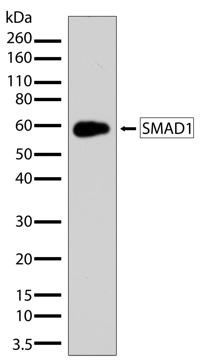SMAD1 Antibody (701168)