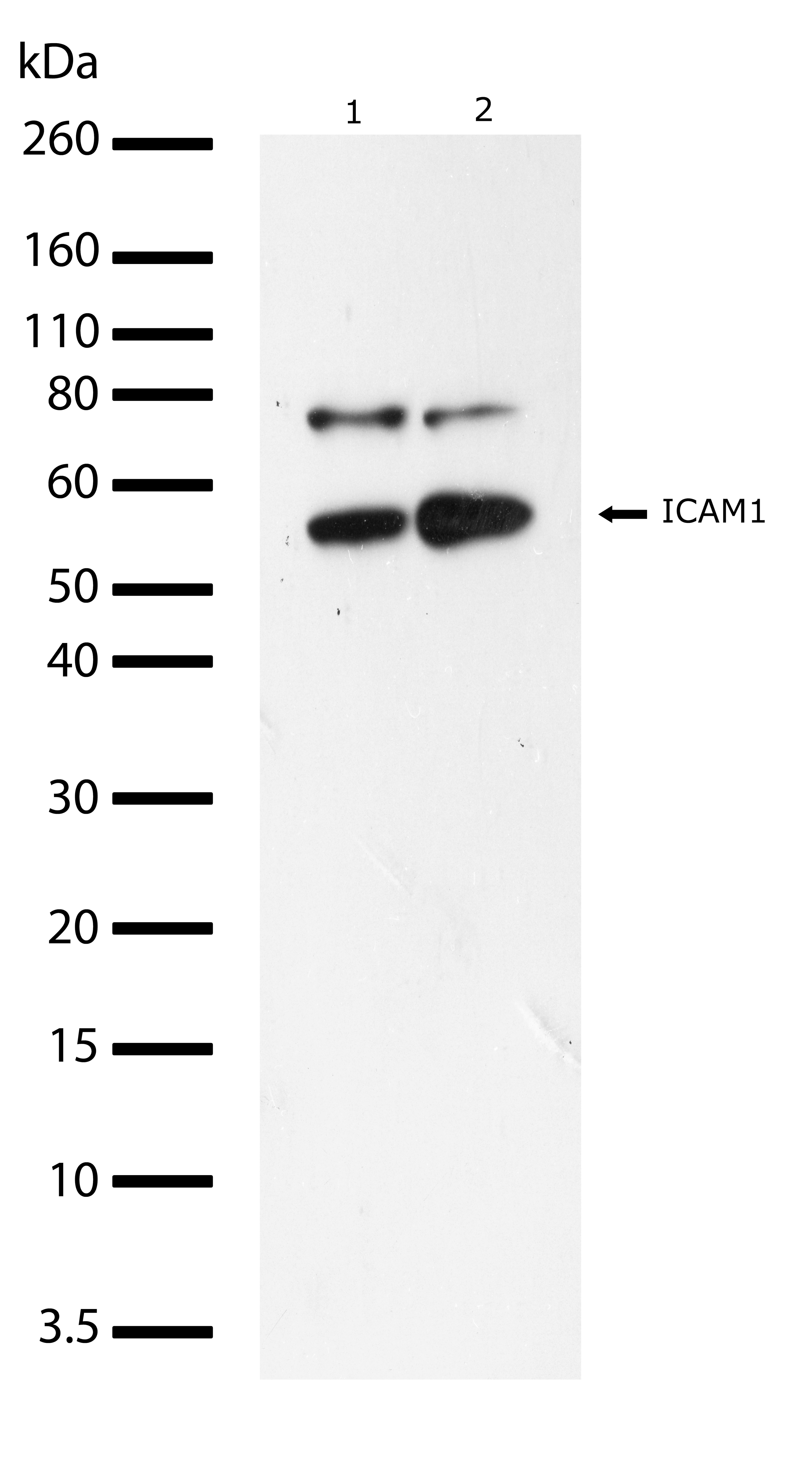 ICAM-1 Antibody (701254)