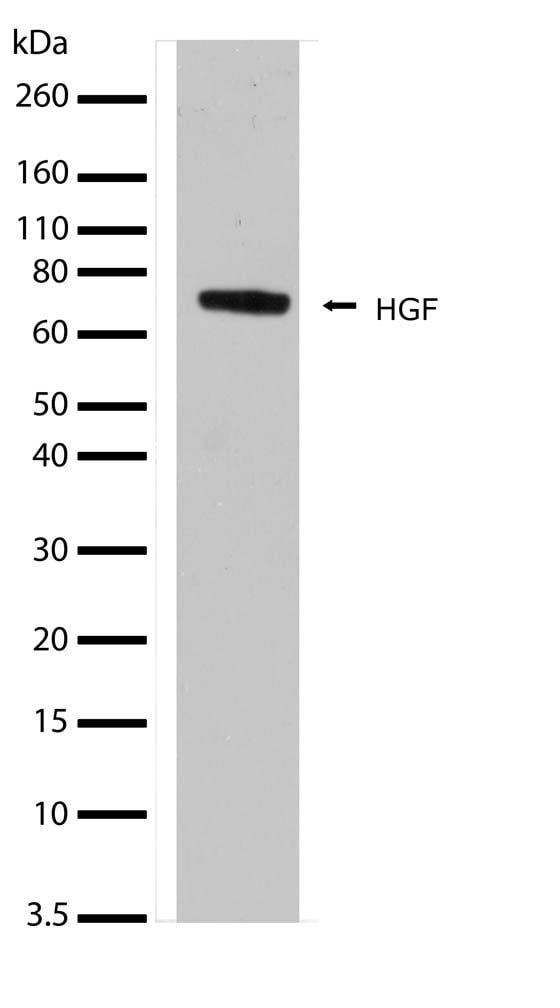 HGF Antibody (701283)