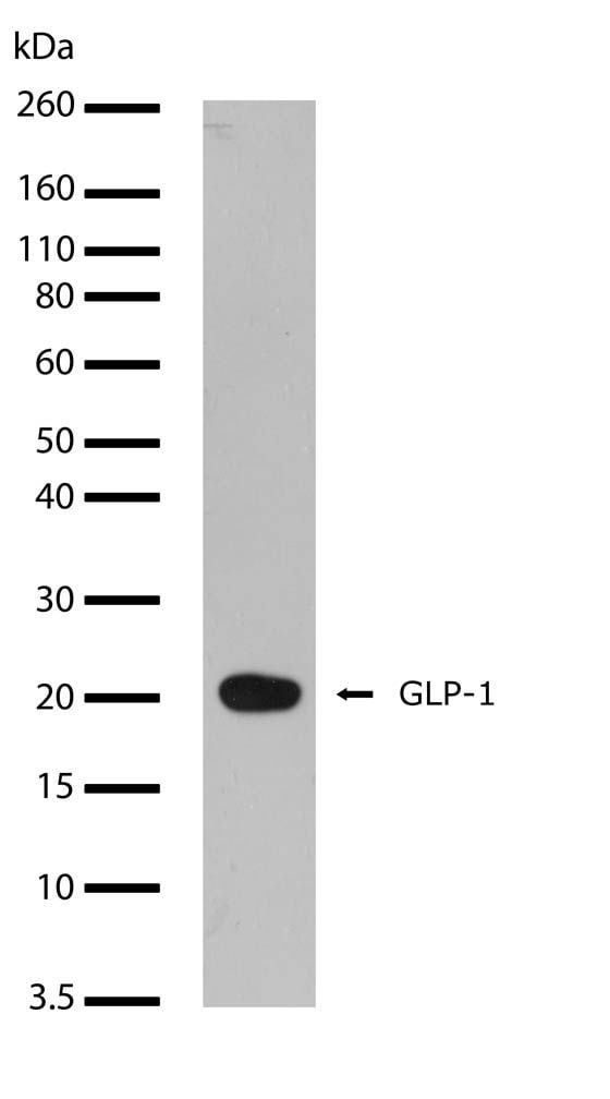 GLP-1 Antibody (701296)