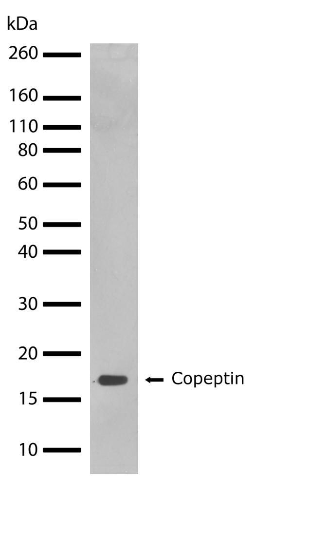 Copeptin Antibody (701297)